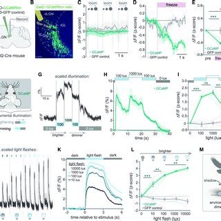 VLGN Neural Activity Scales With Environmental Illumination A Download Scientific Diagram