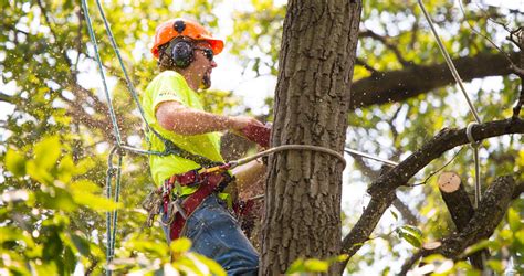 Tree Trimming Houston TX Texas Lawn Masters