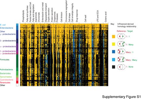 Pdf Genetic Interaction Maps In Escherichia Coli Reveal Functional Crosstalk Among Cell