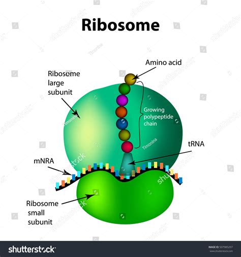 Ribosome Structure
