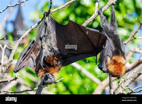 The Grey Headed Flying Fox Pteropus Poliocephalus Is A Megabat And