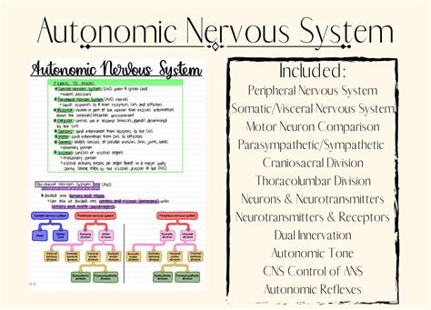 Autonomic Nervous System Ans Etsy