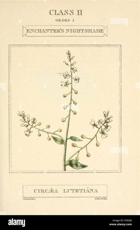 An Introduction To The Principles And Classification Of Botany Detailing The Basic Concepts Of