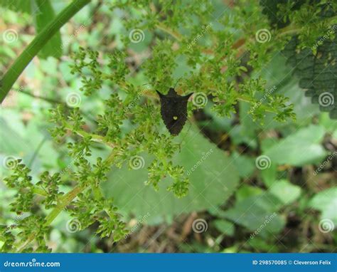 A Small Stink Bug Sitting Stock Image Image Of Biodiversity 298570085