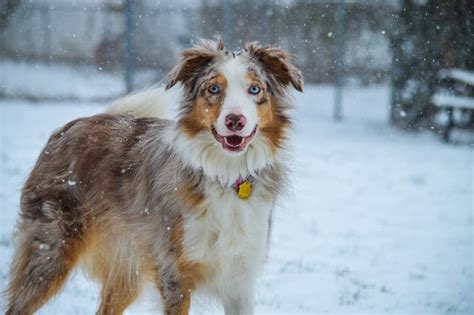 Border Aussie Mix