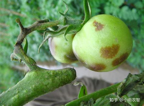 早疫、晚疫病不同！如何区分？ 知乎