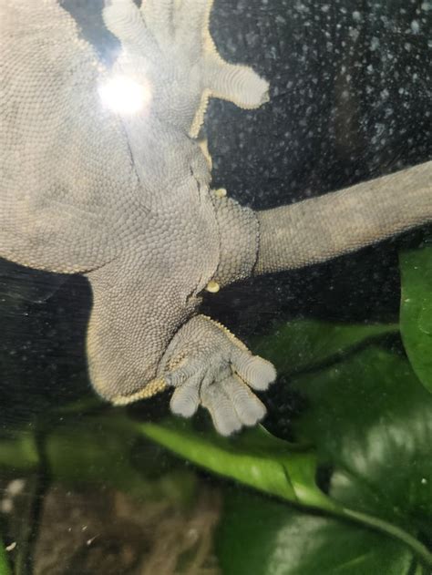 Help Me Sex My Gecko Just Curious R Crestedgecko