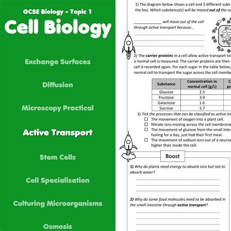 Active And Passive Transport Overview And Differences Worksheets