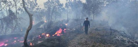 Lahan Samboja Lestari Kembali Dilanda Kebakaran