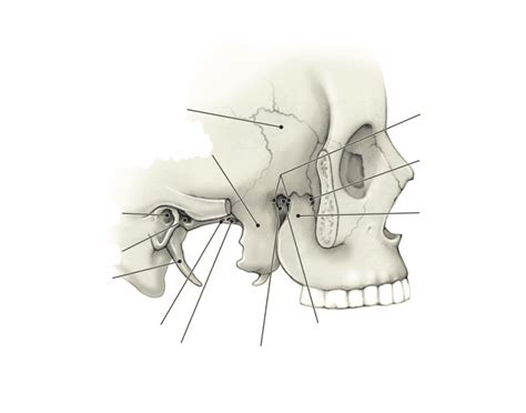 Lab 19 Infratemporal Region Skull Quiz