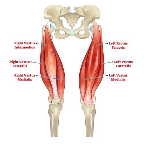 Reverse Nordic Curls Benefits Muscles Worked And More Inspire Us