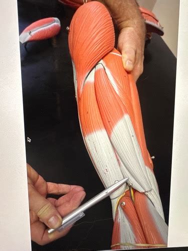 A P Lab Flashcards Quizlet