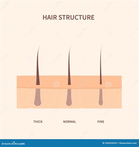 Hair Width Structure In Skin Cross Section Diagram Stock Vector
