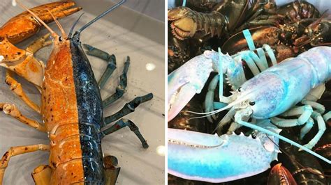 Rare Colored Lobsters