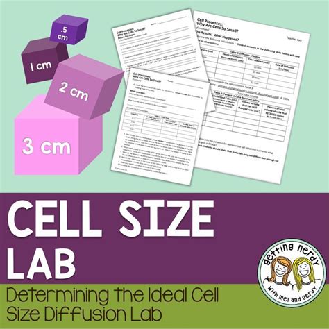 Cell Size And Diffusion Lab Report