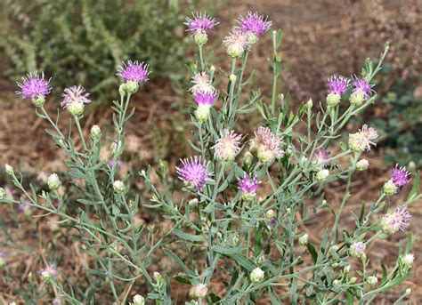 5 Invasive Species To Look Out For In The Us Invasive Species Blog