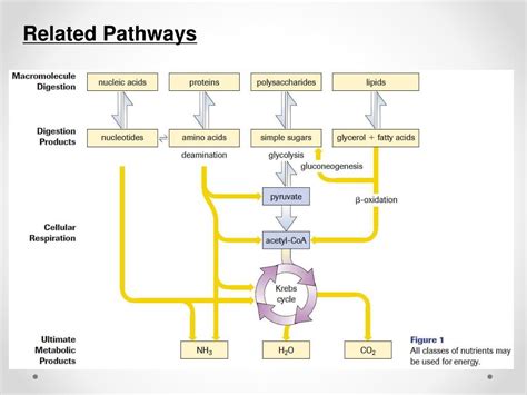 Ppt Pyruvate Oxidation And Krebs Cycle Powerpoint Presentation Id 3067609