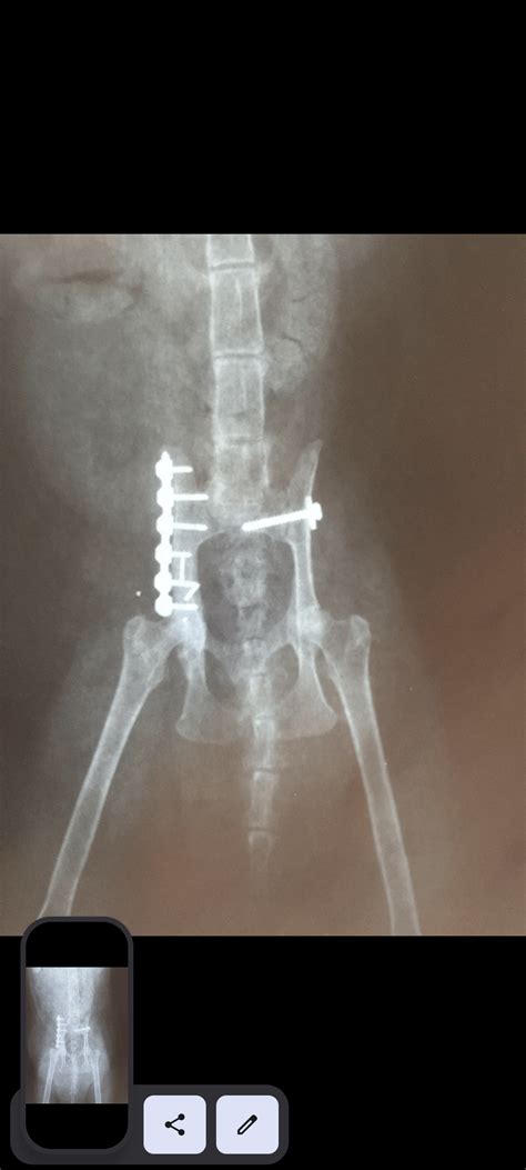 9 Year Old Cat With Broken Pelvis Rxrayporn