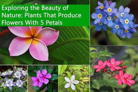 What Are Plants That Produce Flowers And Seeds At Matthew Gamache Blog