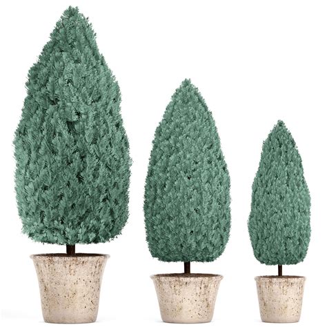 Cupressus 3d Models Download Free3d