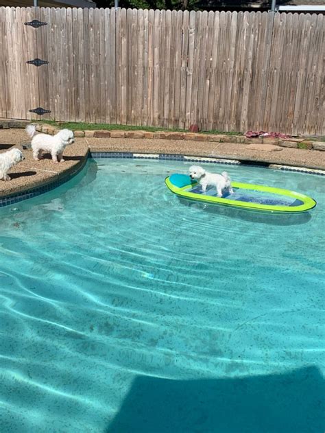 Raphiel On A Raft And Brigitte And Pierre Waiting On The Coping