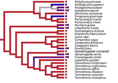 Graphics Multicoloured Lines On Phylogeny Plot In R Stack Overflow