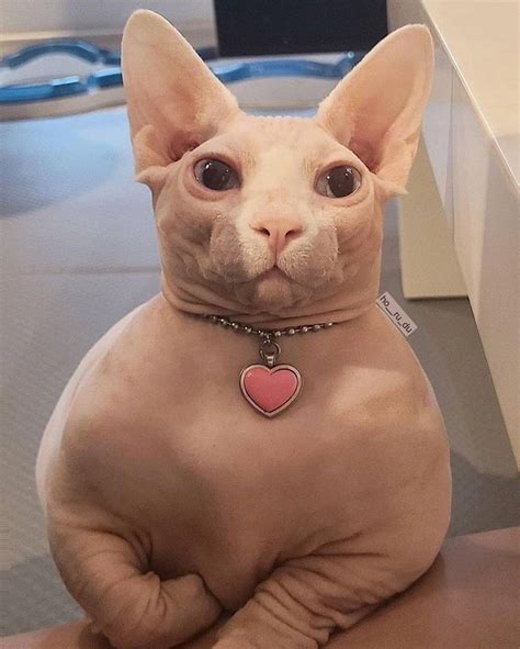 A Bald Cat Cute Cats Pretty Cats Cute Hairless Cat