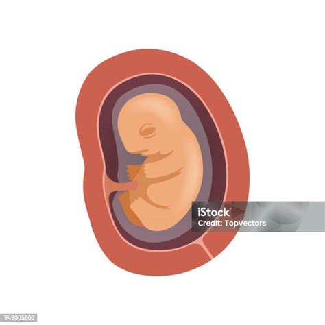 자 궁 3 달 흰색 배경에 배아 개발 벡터 일러스트 레이 션의 단계 안에 인간 태아 0명에 대한 스톡 벡터 아트 및 기타 이미지 0명 과학 날씨 Istock