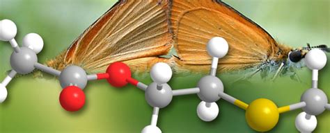 The Pherobase Database Of Pheromones And Semiochemicals