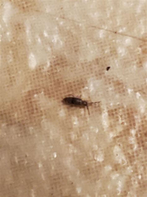 Tiny Bug In Southern Illinois R Whatsthisbug