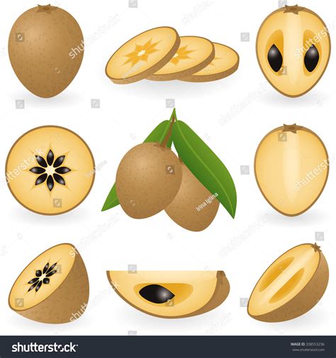 74 Chiku Fruit Stock Vectors Images And Vector Art Shutterstock