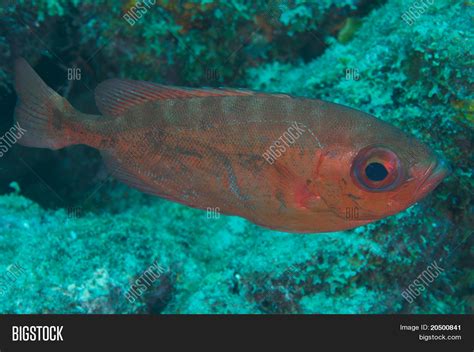 Glass Eye Snapper