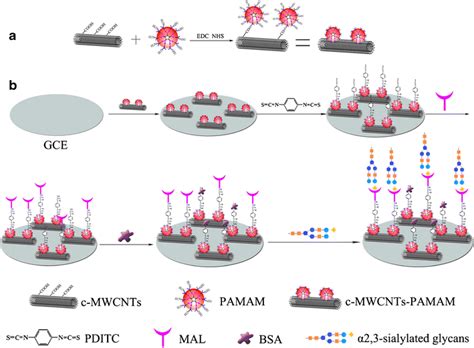 Schematic Representation Of The Electrochemical Biosensor Download