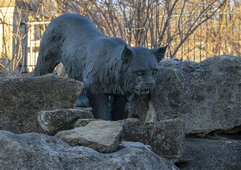 One Of Two Bronze Wildcats Posed On Rocks In The Kansas University