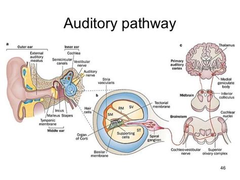 Auditory Pathway 3 Figures In 1 Left Diagram Of The Parts Of The Ear Middle Close Up Of A