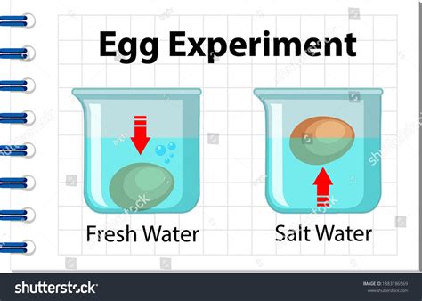 Science Experiment Egg Float Test Illustration Stock Vector Royalty