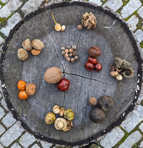 Tree Nut Identification Chart Nuts Around My Farm The Martha Stewart