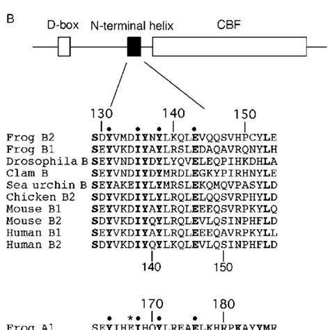 Sequence Alignment Of The N Terminal Helix Motif In Mitotic Cyclins A