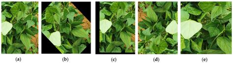 a performance comparison of cnn models for bean phenology