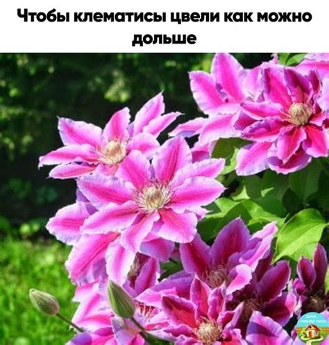 Чтобы клематисы цвели как можно дольше и лучше расскажу что нужно сделать За летний период у