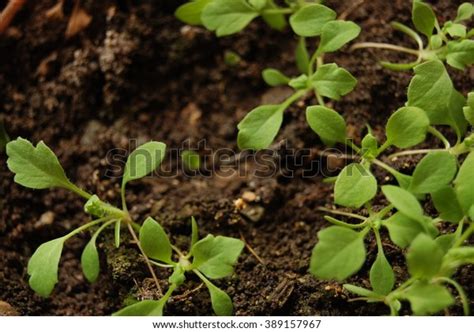 74 Parsnip Seedling Images Stock Photos Vectors Shutterstock