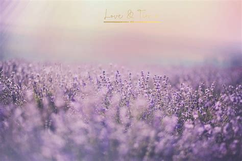 Lavender Fields Digital Backdrop For Photography Lavender Fields