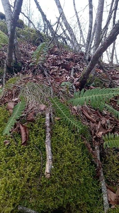 გომბორის ქედი გვიმრა საქართველო Nature Caucasus Amazing Sweet Youtube