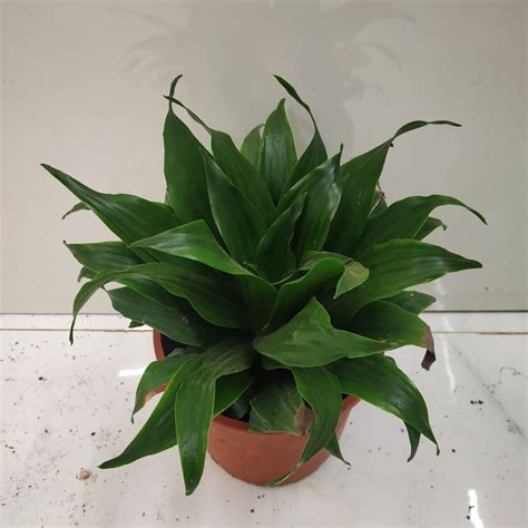 Dracaena Deremensis Compacta Nurserybuy