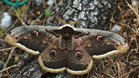 The Passive Stealth Wing Of The Moth The Institute For Creation Research
