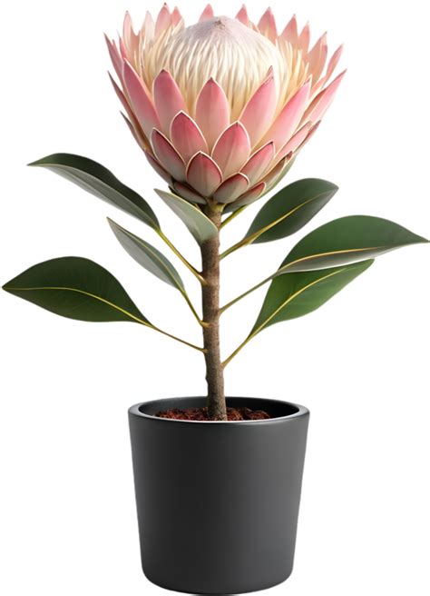 Artistic Illustration Of A King Protea 58059474 Png