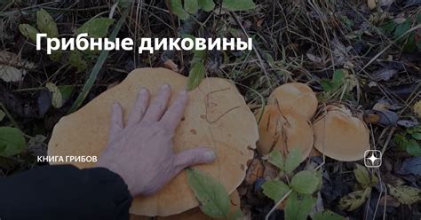 Грибные диковины | Книга Грибов | Дзен