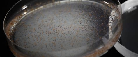 Station Biologique Roscoff Synechococcus Colonies Petri Dish 25036 Station Biologique De