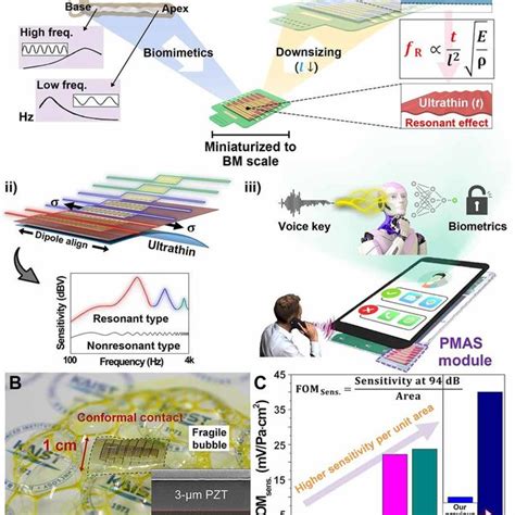 Pdf Biomimetic And Flexible Piezoelectric Mobile Acoustic Sensors With Multiresonant Ultrathin