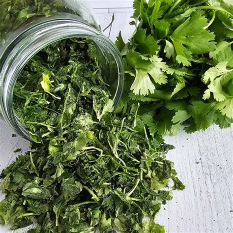 How To Dehydrate Cilantro The Purposeful Pantry